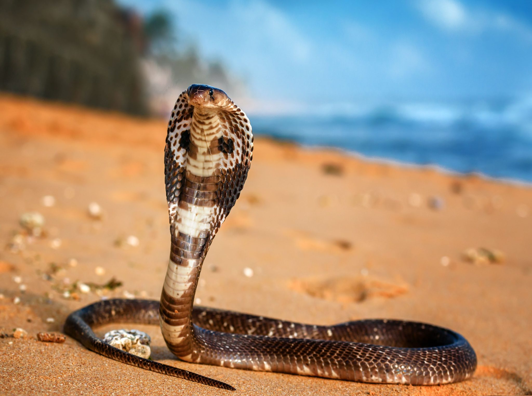 Which are the World’s Most Venomous Snakes? - Humsa School