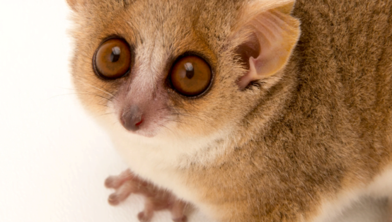 Mouse Lemurs: Origins, Morphology, Behaviour and Other Interesting ...